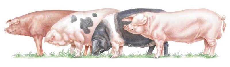 Start a 1-Acre Homestead: Layout Planning – Mother Earth News
